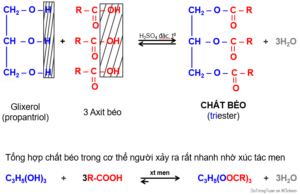 Ester là gì? Chất nào là este trong hóa học 12? - W3CHEM